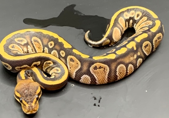 🧩Cypress Stranger Poss Het Puzzle 🧩 Ball Python by Elev8ted.Morphs