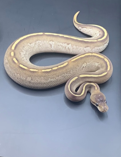 🧩 Cypress Stranger Mojave 50% Het 🧩 Sale Ball Python by Elev8ted.Morphs