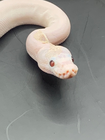 Black Pastel Lesser Pied *sale Ball Python by Elev8ted.Morphs