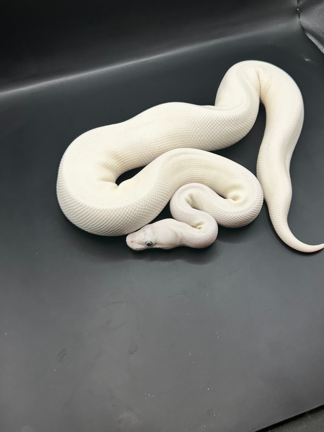 Blue Eyed Lucy “free Shipping” Ball Python by Elev8ted.Morphs - MorphMarket
