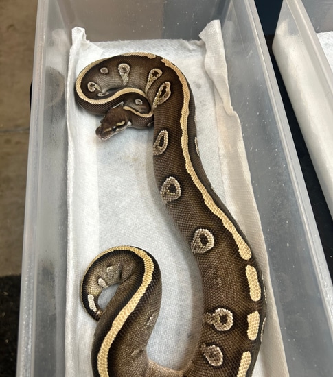 🧩 Stranger Mojave 50% Het Puzzle 🧩 Ball Python by Elev8ted.Morphs
