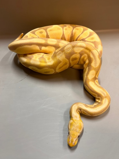 Albino + Candino Pair Ball Python by Elev8ted.Morphs