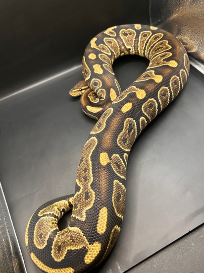 Chocolate Dh Hypo/puzzle Ball Python by Elev8ted.Morphs