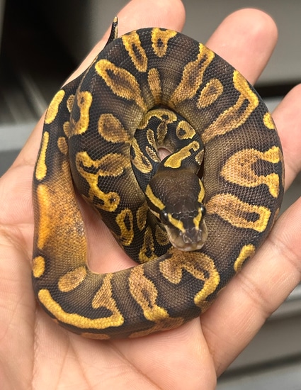 Orange Dream Ghi Calico Poss Dh Hypo/puzzle Ball Python by Elev8ted.Morphs