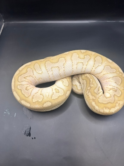 Hypo Lesser Clown Ball Python by Elev8ted.Morphs