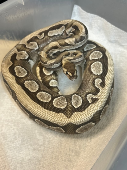 Mojave Puzzle Ball Python by Elev8ted.Morphs