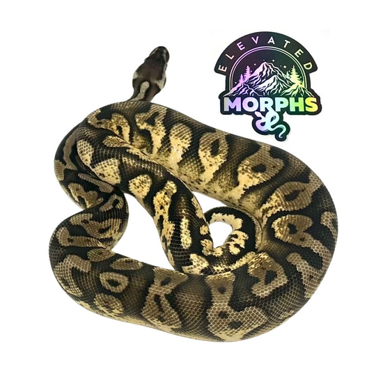 Pastel Calico Yellow Belly Ball Python by Elevated Morphs