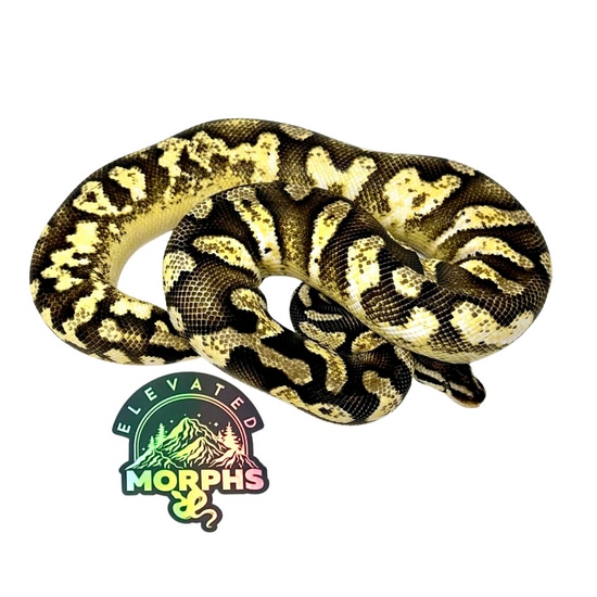 Pastel Sugar Yellow Belly Ball Python by Elevated Morphs