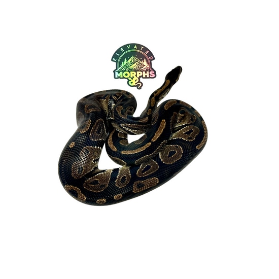 Blackhead Ball Python by Elevated Morphs