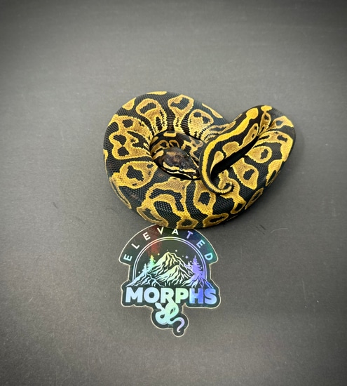 Leopard 66% Het Clown Ball Python by Elevated Morphs