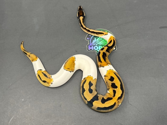 Piebald Ball Python by Elevated Morphs