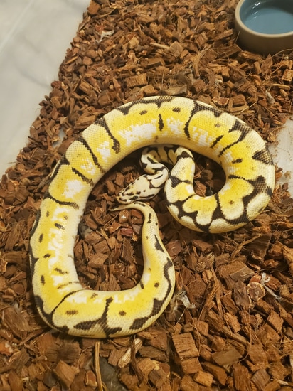 Citrus Pastel Fire Spider Yb/Gravel Ball Python by Carolina Constrictors