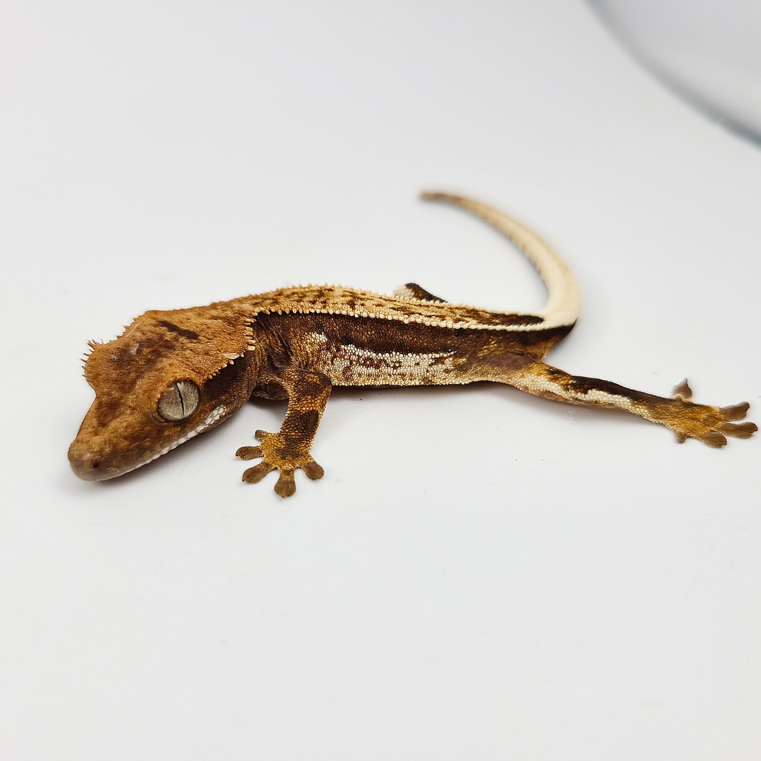 Quad Stripe White Pattern Crested Gecko by Eli Boas - MorphMarket