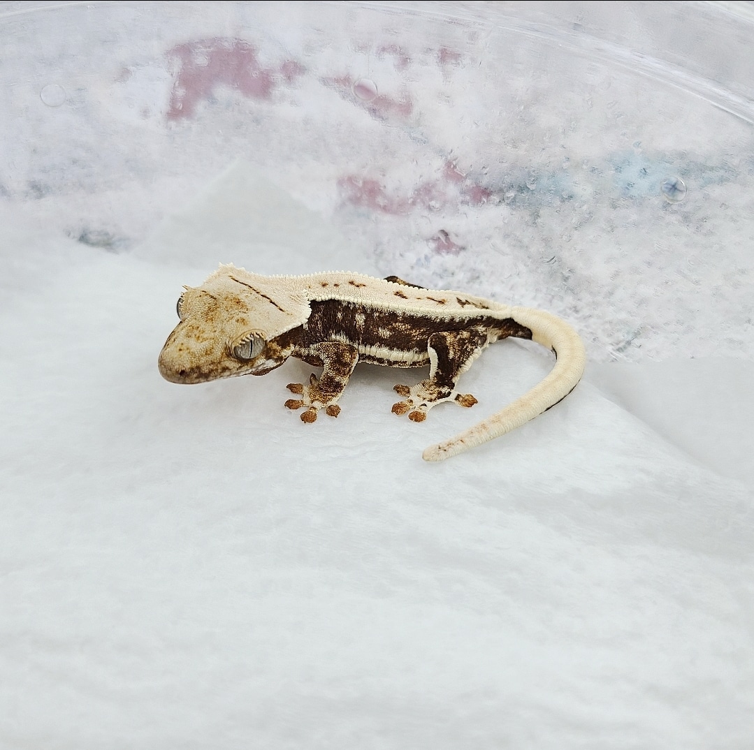 White Spot Lilly White Crested Gecko by Eli Boas - MorphMarket
