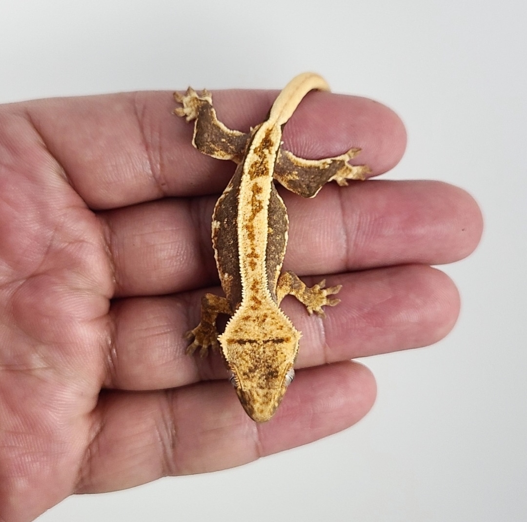 Empty Back Lilly White Crested Gecko by Eli Boas - MorphMarket