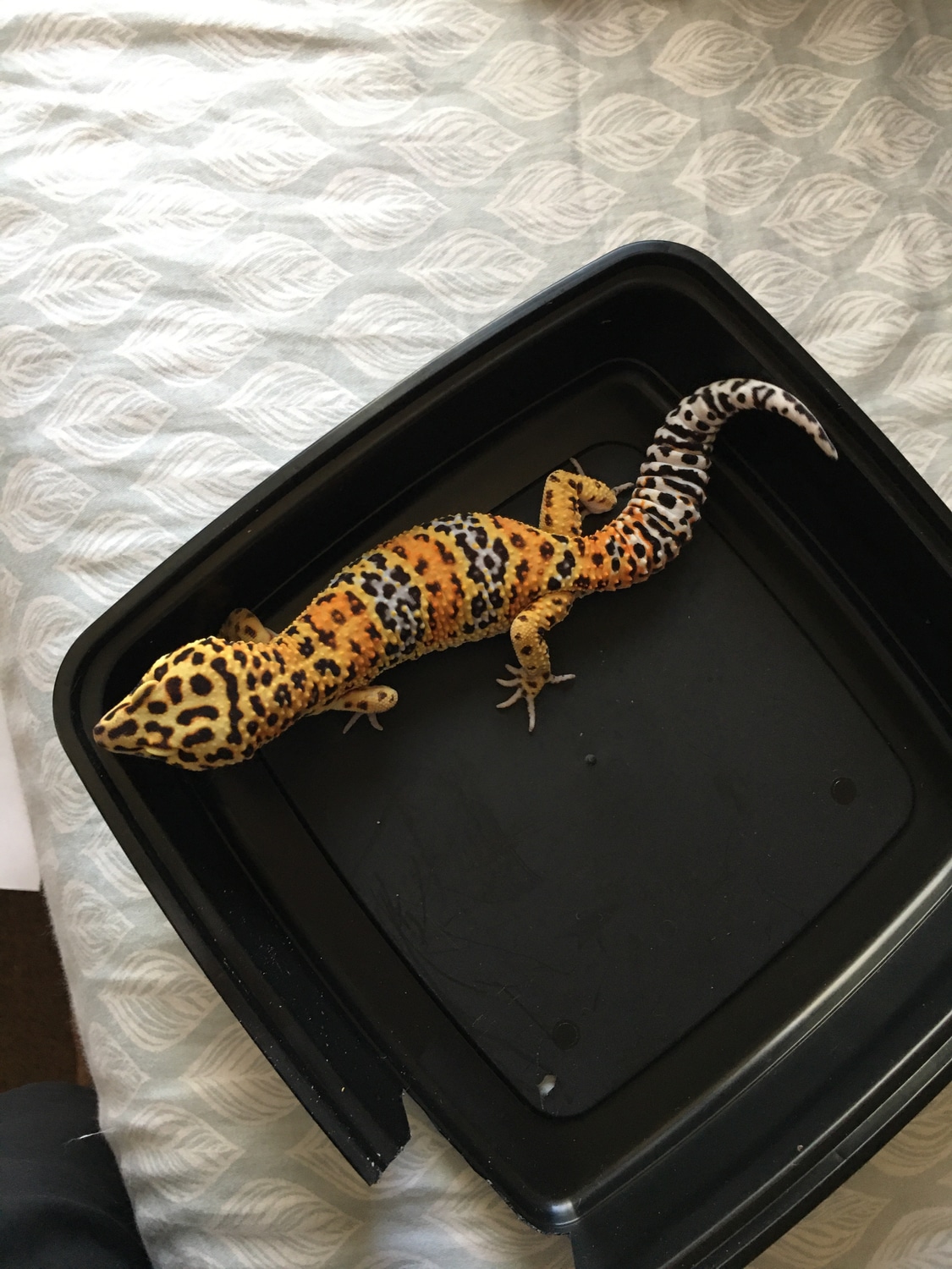 Untitled Adult Male Leopard Gecko by Solis Geckos - MorphMarket