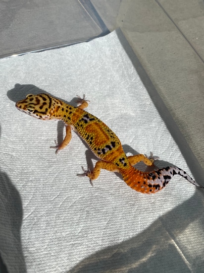 Atomic/Clown/G Leopard Gecko by Quanta Geckos