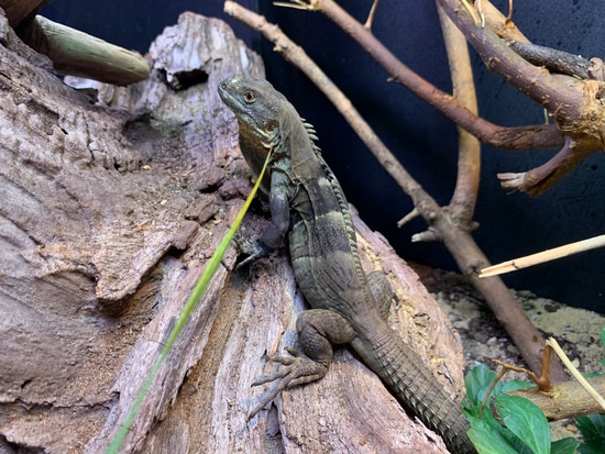 2020 Honduran Spiny Tail Iguana Other Iguana by E.G. reptiles