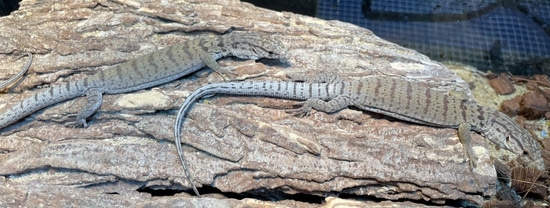 2023 Pygmy Mulga Monitor (Varanus Gilleni) Other Monitor by E.G. reptiles
