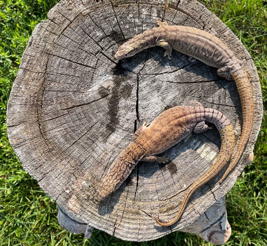 1.1 Pygmy Mulga Monitors Other Monitor by E.G. reptiles