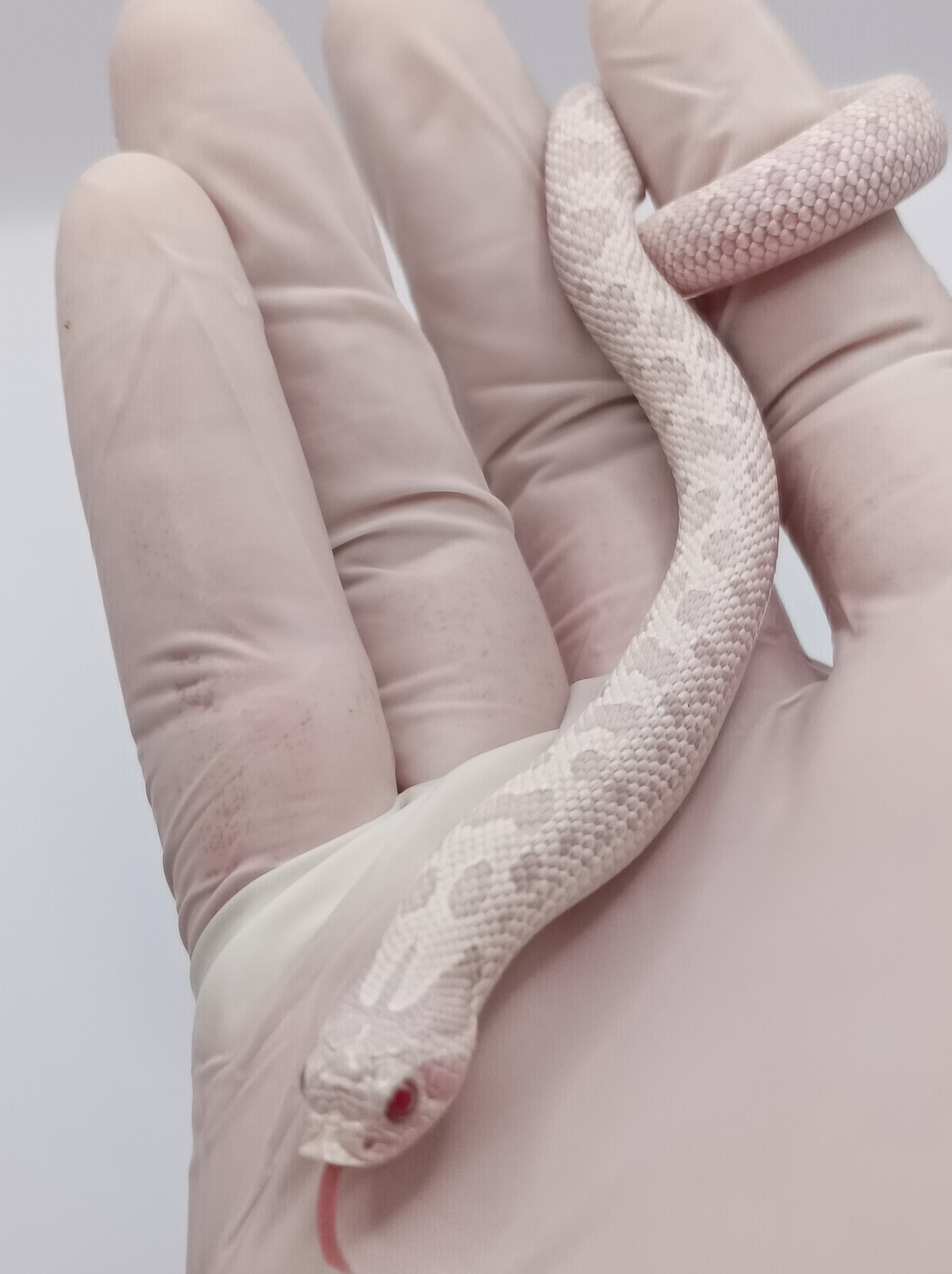 0.1 Yeti Western Hognose by EHM Hognose Morphs - MorphMarket