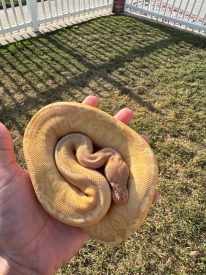 Banana Sunset Het. Clown Ball Python by Whipple’s exotics