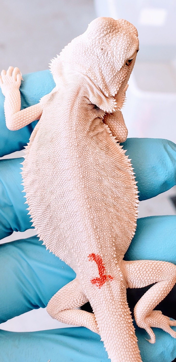 Hypo Zero Leatherback Central Bearded Dragon by Red Dragons - MorphMarket