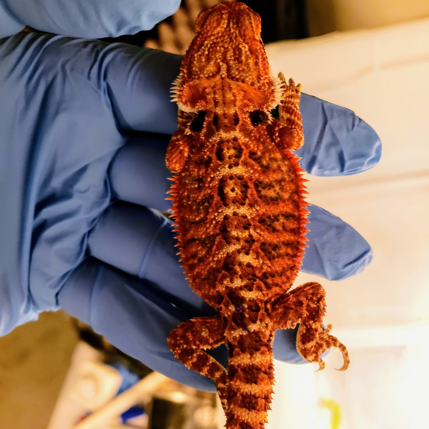 Deep Red Dragon From German Import Central Bearded Dragon by Red Dragons - MorphMarket