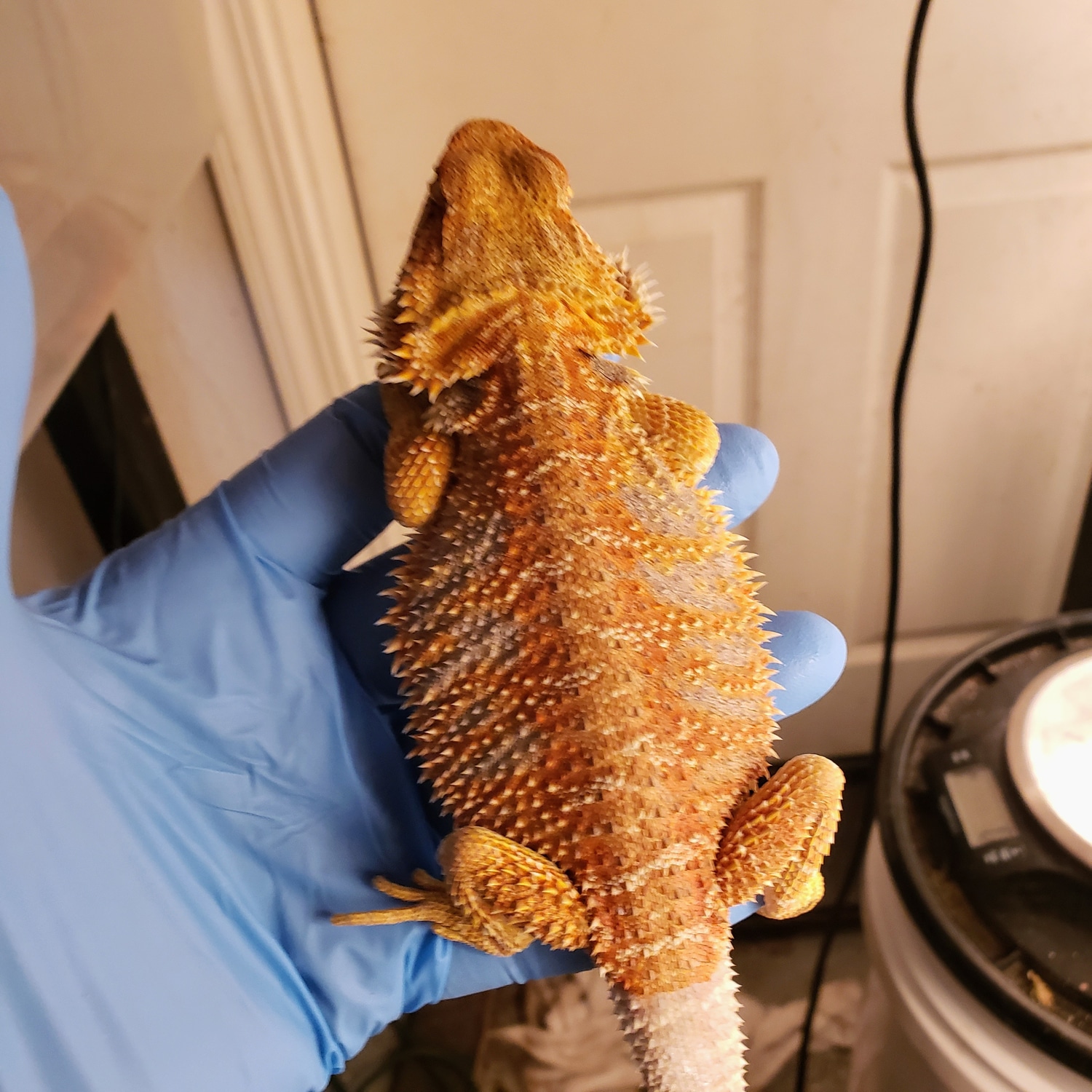 Hypo Citrus Tiger With Blue Bars Central Bearded Dragon by Red Dragons ...