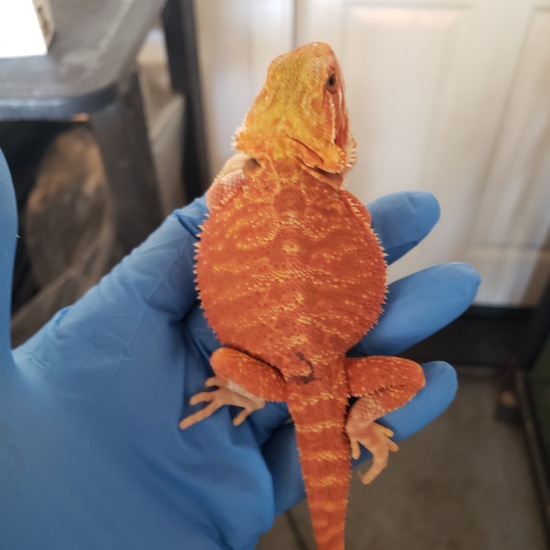 Red Hypo Translucent Male Central Bearded Dragon by Red Dragons