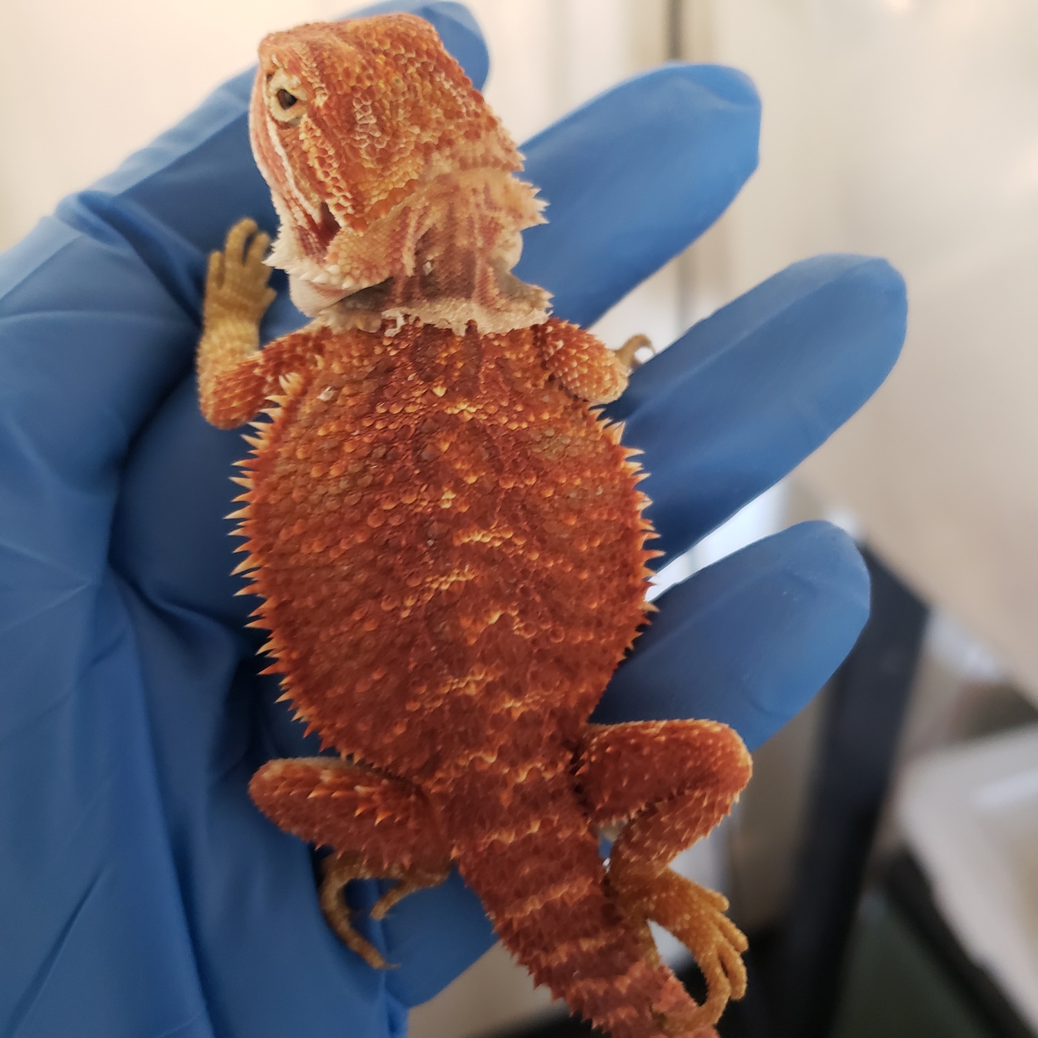 Deep Red Het Hypo Dragon From German Import Central Bearded Dragon by ...