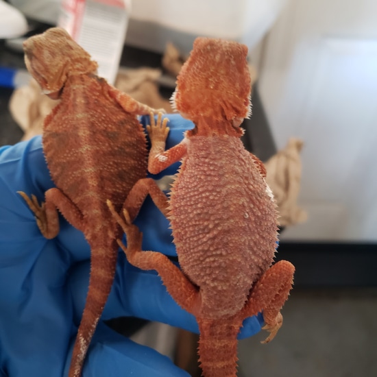 2 Red Hypo Translucent German Blood Line Central Bearded Dragon by Red ...