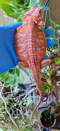 Red Hypo Central Bearded Dragon by Red Dragons