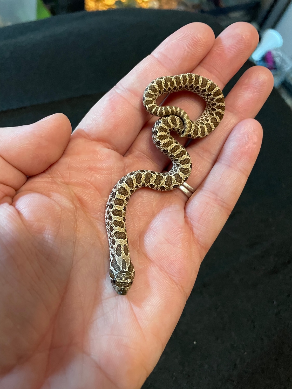 Normal Western Hognose by E.B. Exotics - MorphMarket