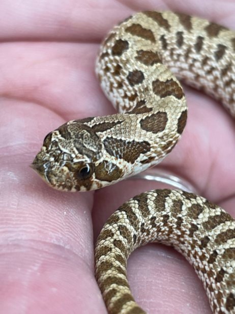 Normal Western Hognose by E.B. Exotics - MorphMarket