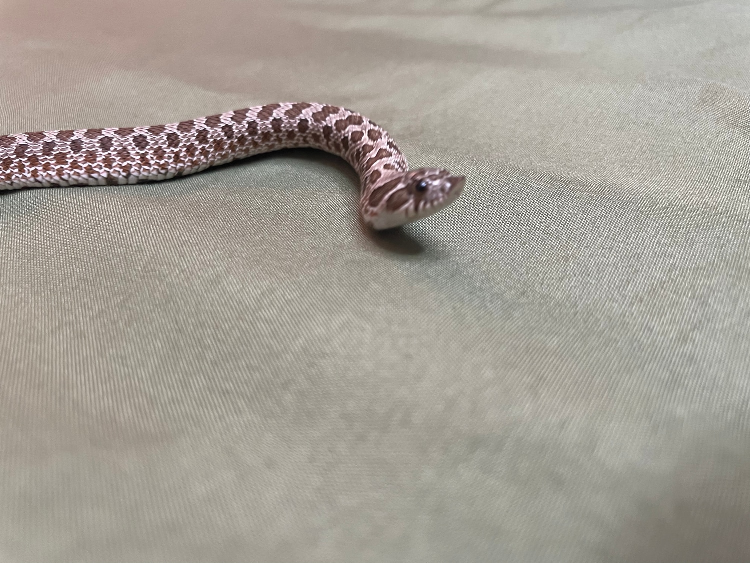 Normal Western Hognose by E.B. Exotics - MorphMarket