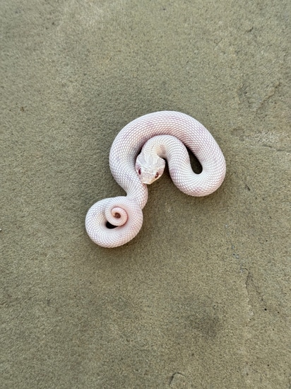 Yeti (Albino Axanthic Anaconda) Western Hognose by E.B. Exotics
