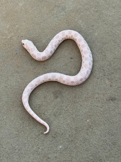 Yeti (Albino Axanthic Anaconda) Western Hognose by E.B. Exotics