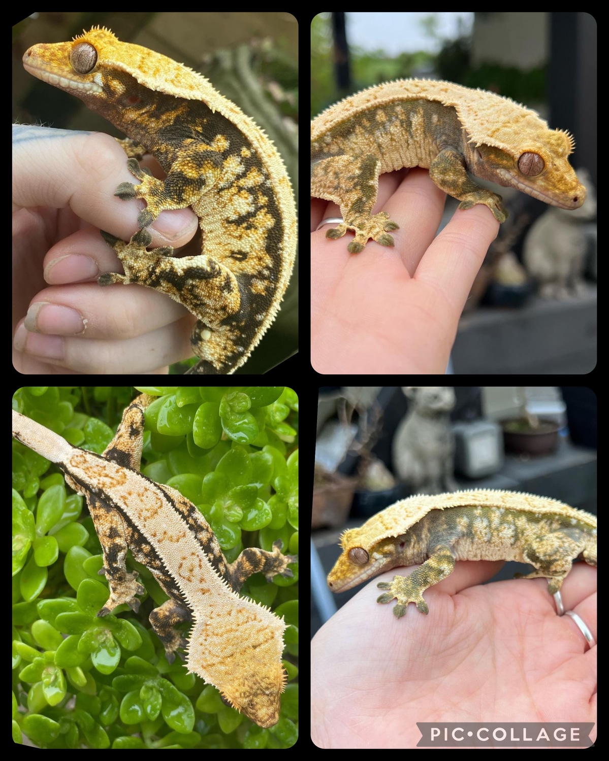 Extreme Tricolour Whitewall With The Snowflake Trait Crested Gecko by ...