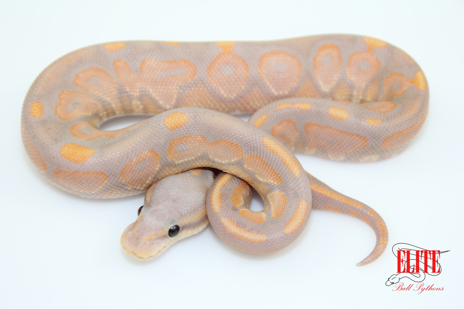 Banana Cinnamon M26 Ball Python by Elite Ball Pythons - MorphMarket