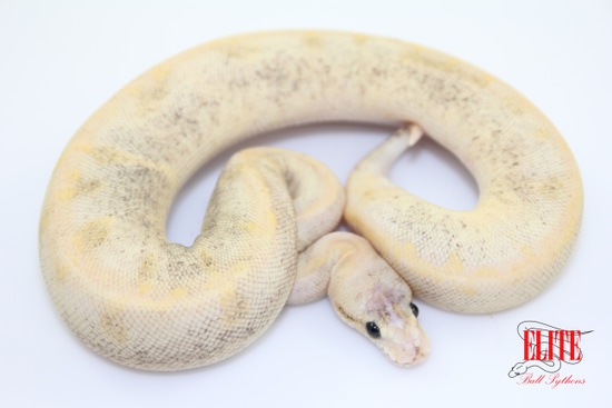 Super Pastel Champagne Scaleless Head F64 Ball Python by Elite Ball Pythons
