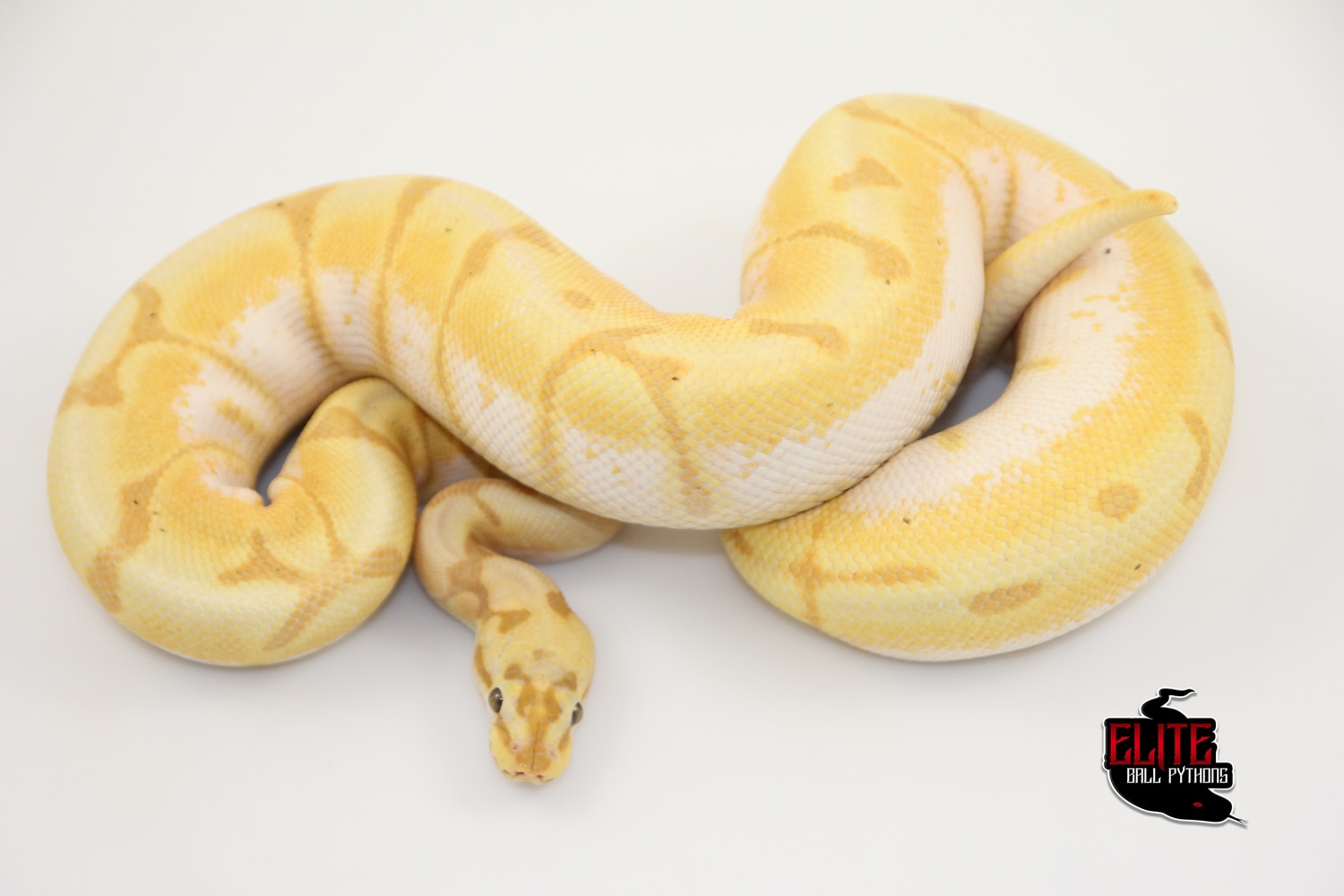 Banana Mocha Stinger Bee Ball Python by Elite Ball Pythons - MorphMarket