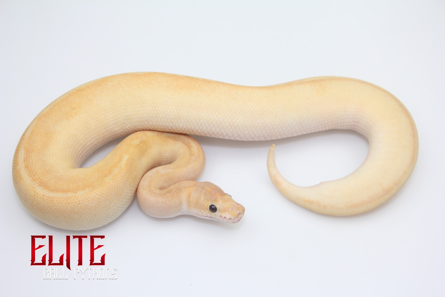 Banana Champagne M0909206 Ball Python by Elite Ball Pythons - MorphMarket