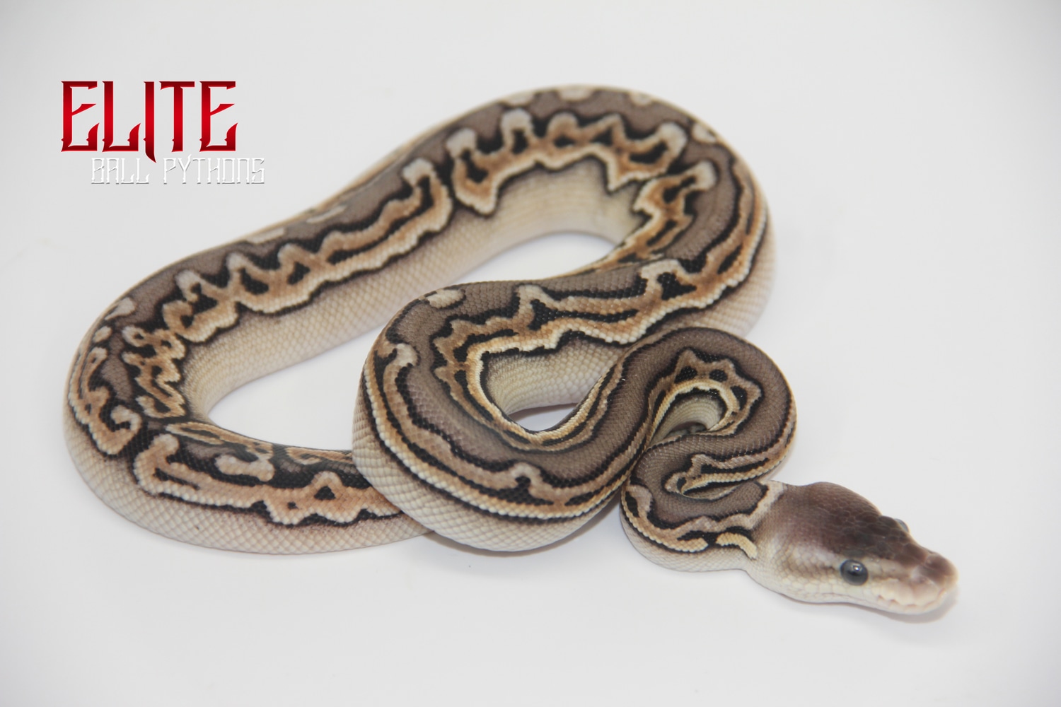 Pewter Puzzle Ball Python by Elite Ball Pythons - MorphMarket