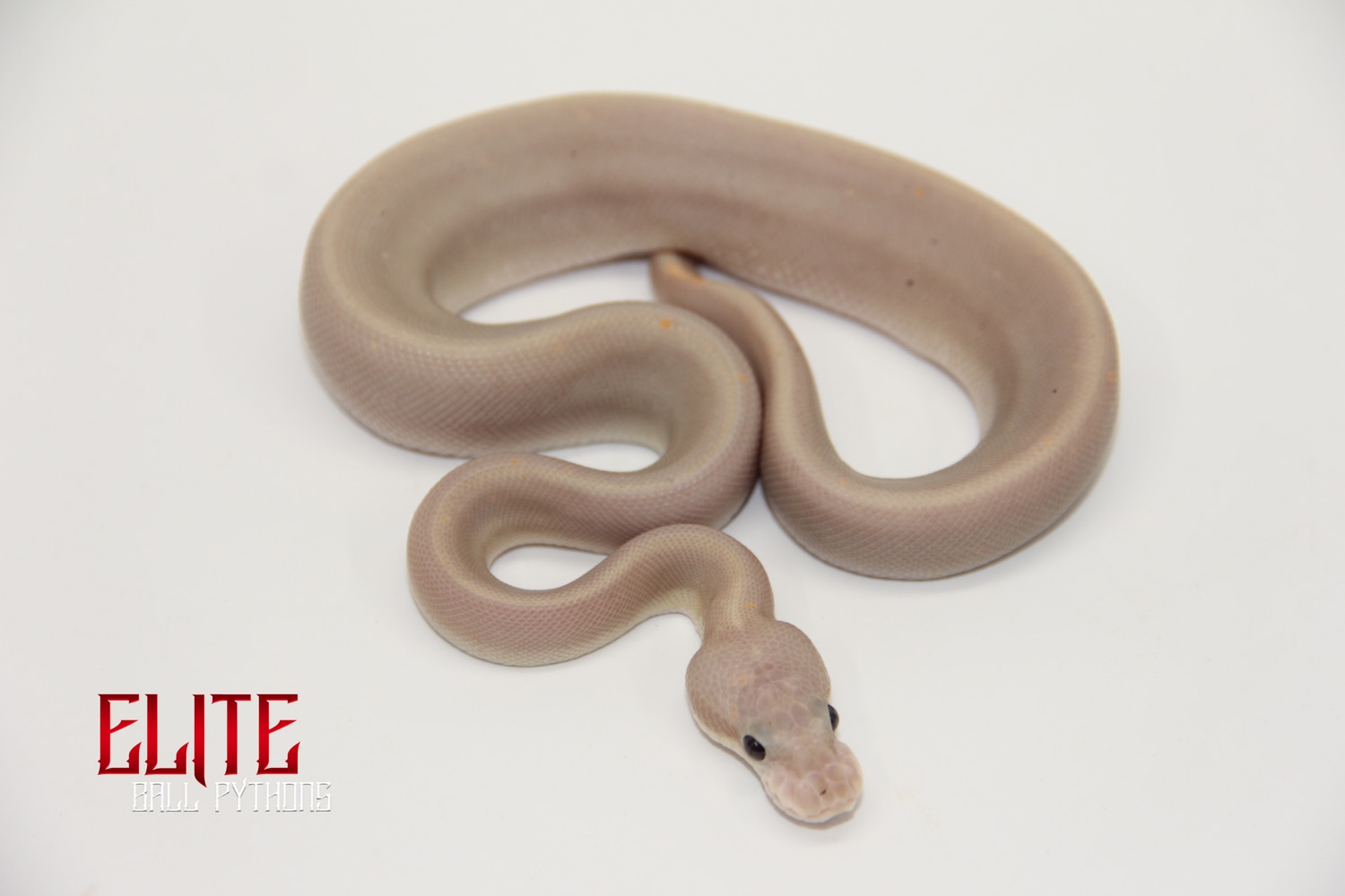 Super Cinnamon Banana Poss Spotnose Ball Python by Elite Ball Pythons ...