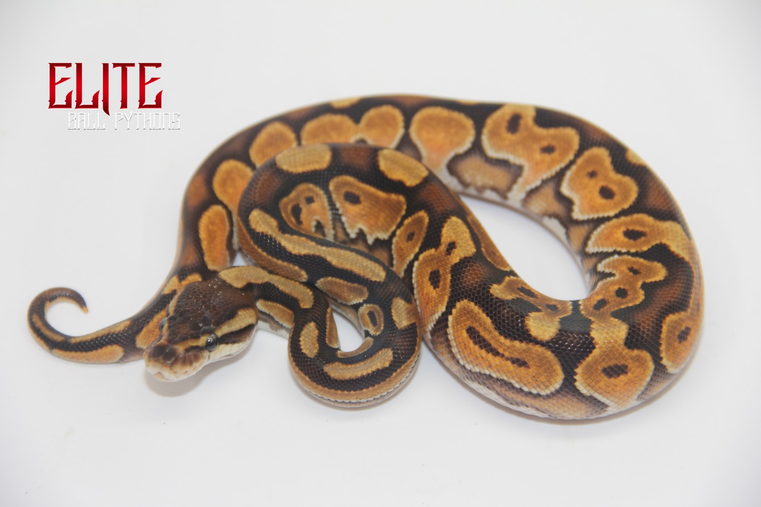 Cinnamon Enchi Ball Python by Elite Ball Pythons - MorphMarket