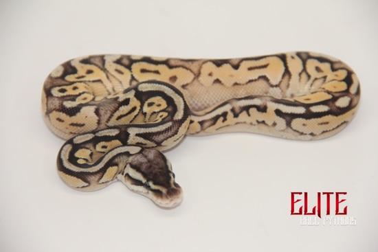 Enchi Pewter Ball Python by Elite Ball Pythons