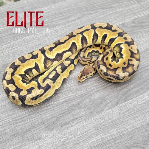 Pastel Puzzle Ball Python by Elite Ball Pythons - MorphMarket
