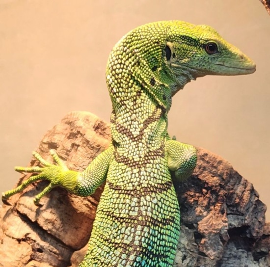 Subadult Male Green Tree Monitor by Elite Exotics Buffalo
