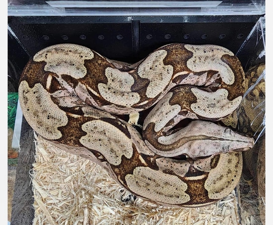 Guyana Red-tailed Boa True Red-Tailed Boa Constrictor by Elite Exotics ...